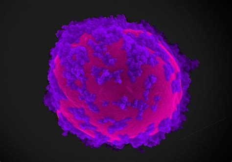Solar Powered Yeast Are More Efficient Drug Factories The Scientist