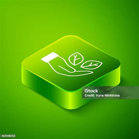아이소메트릭 손은 녹색 배경에 분리된 식물 아이콘의 잎을 들고 있다 보살핌 환경 보호와 함께 잎 싹 녹색 사각형 버튼입니다 벡터 3차원 형태에 대한 스톡 벡터 아트 및 기타