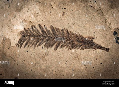Cypress Fossil This Fossil Dates Back To The Paleocene Period 57