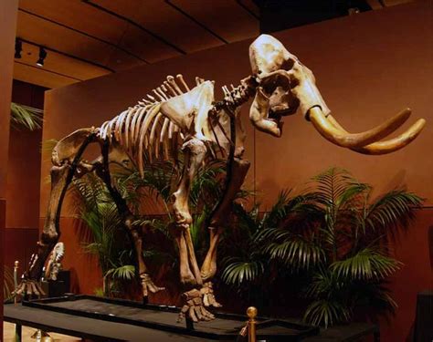 Alaska State Fossil ~ Wooly Mammoth Usa~alaska Pinterest Us