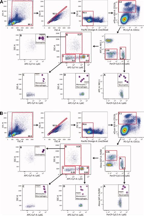 A Novel Ly6c Ly6g‐based Strategy To Analyze The Mouse Splenic Myeloid Compartment Rose 2012