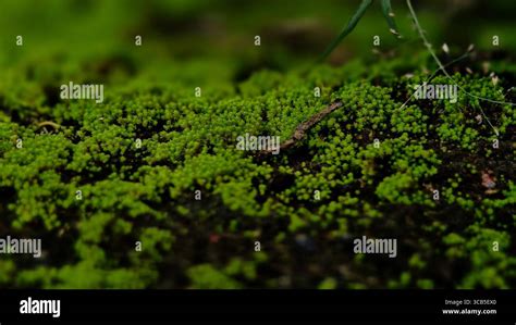 Macro Shot Vibrant Green Moss Growing On Dark Textured Surface Likely