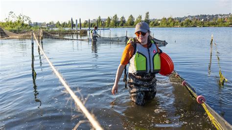 New Habitat Attracts Salmon To Duwamish River Peoples Park Port Of