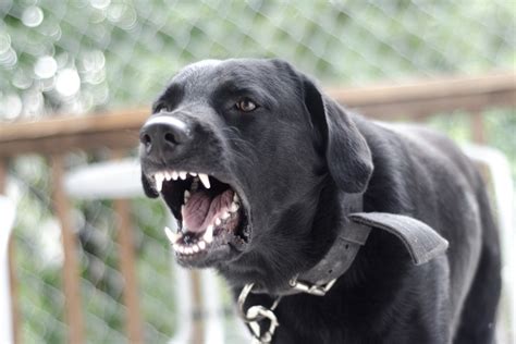 Should I Get Rid of My Fear-Aggressive Dog? Understanding Your Options
