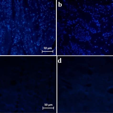 Dapi Staining Of Native And Acellular Uteri Dapi Staining Of The