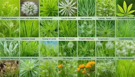 Identifying Common Types Of Weeds In Grass