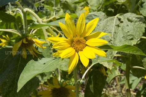 해바라기 한송이 유토이미지 상세페이지 베이직샵 사진 20655998