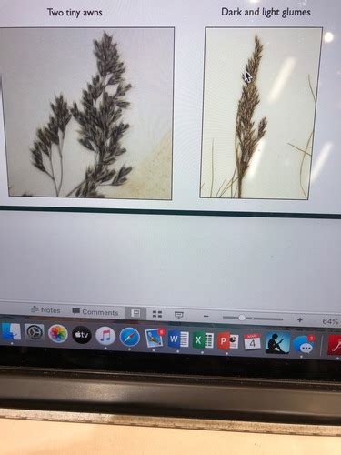 Week Plant Pics Flashcards Quizlet Week Plant Pics Flashcards Quizlet