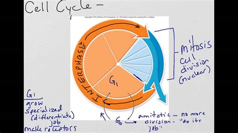 Similarities Between Prokaryotes Eukaryotes Difference Between Prokaryotes And Eukaryotes Car