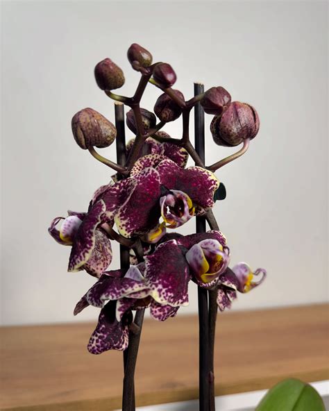 Орхідеї Київ Відправка по всій Україні пакування БЕЗКОШТОВНЕ Orchids Kyiv • Instagram