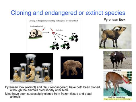 Ppt Applications Of Dna Technology Powerpoint Presentation Free
