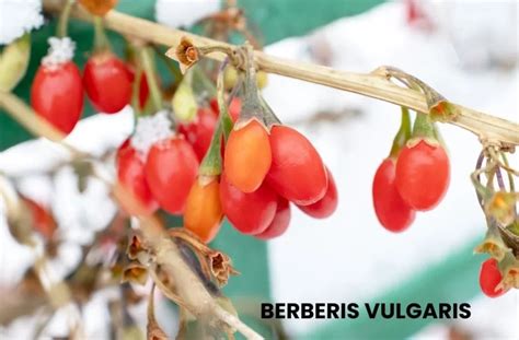 Berberis Vulgaris B