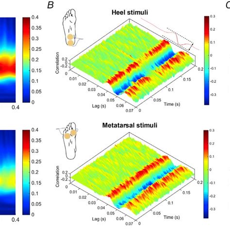 Representative Coherence And Cross Correlations Following Heel And