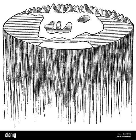 Roots Map Hi Res Stock Photography And Images Alamy