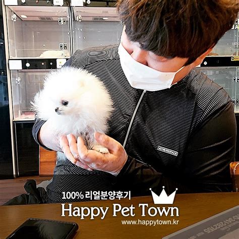 해피애견타운 강동에서 오신 남성고객님께서 퐁신퐁신 구름같은 화이트포메라니안 아가를 반려가족으로 맞이해 주셨어요~ 산책 목욕 배변훈련 털관리까지 초보견주님이 거쳐야
