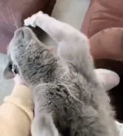 Cat Butt  Cat Butt Kitty Discover Share S Artofit
