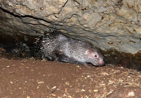 Javan Porcupine Hystrix Javanica Bali Wildlife