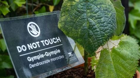 Gimpy Gimpy A Poisonous Plant That Forced A Man To Shoot Himself जिम्पी
