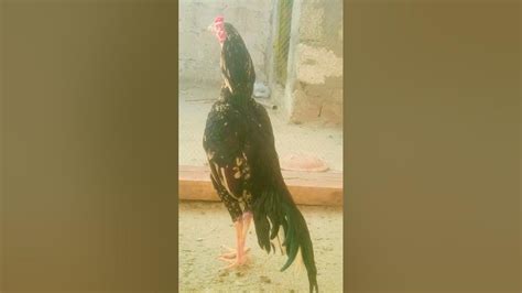 Cheena Aseel Phata Youtube