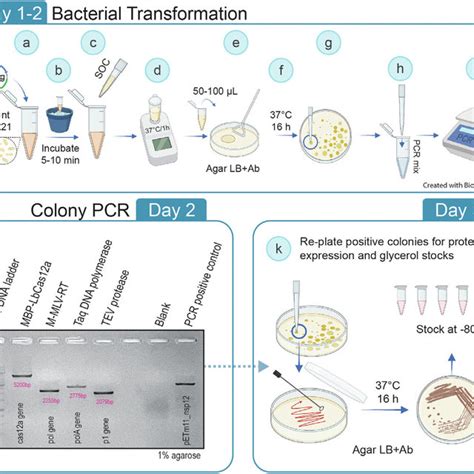 Protein Expression Workflow In E Coli Download Scientific Diagram Protein Expression Workflow In E Coli Download Scientific Diagram