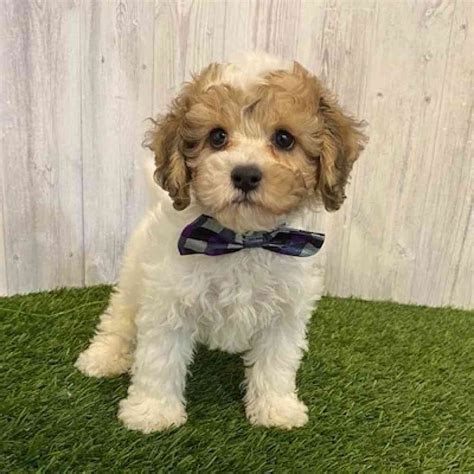 About Cockapoo Chon Breed