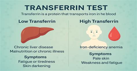 Transferrin Test Normal Range Function High And Low Levels Explained