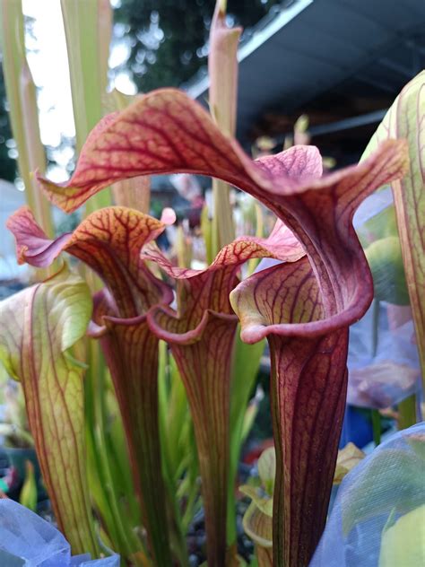 Devon Hoffman Student Dpt Devon Hoffman Student Dpt