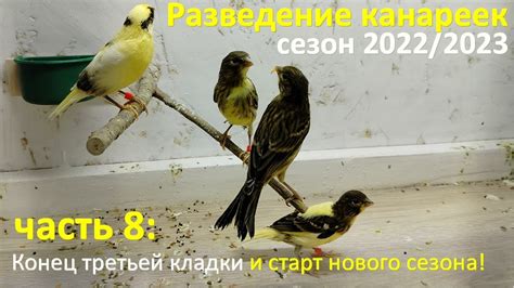 Разведение канареек и волнистых попугаев. Один сезон закрываем, второй ...