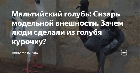 Мальтийский голубь: Сизарь модельной внешности. Зачем люди сделали из ...