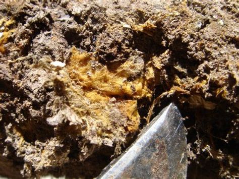 Red Root Rot Of Conifers Forest Pathology