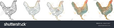 14 092 Rooster Hand Drawing Images Stock Photos Vectors Shutterstock