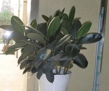 橡皮树夏天怎么养（有关橡皮树养护要点）花植网