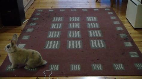 Bunny Rabbit Binky Youtube