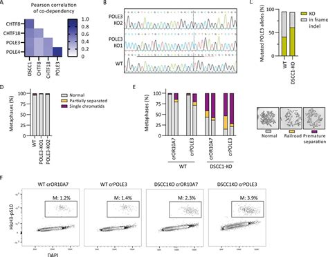 Mms22l Tonsl Functions In Sister Chromatid Cohesion In A Pathway Parallel To Dscc1 Rfc Life