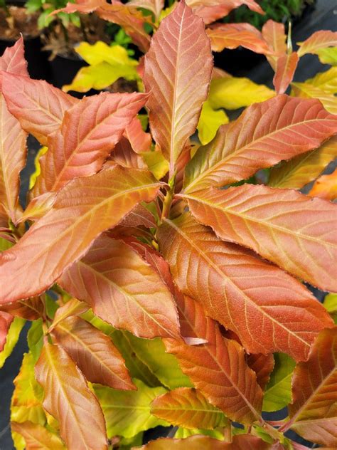 Schima Sp Nv 61 Far Reaches Select Far Reaches Farm