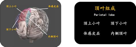 脑科学：现代人的一门重要必修课 知乎
