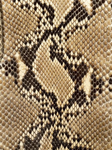 P1010044 Close Up Of Tanned Reticulated Python Skin Malayopython Reticulatus Cecp 2020 Stock