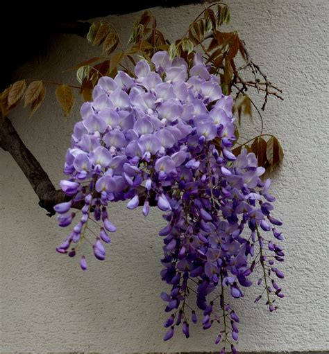 Stitches etc.: Wisteria