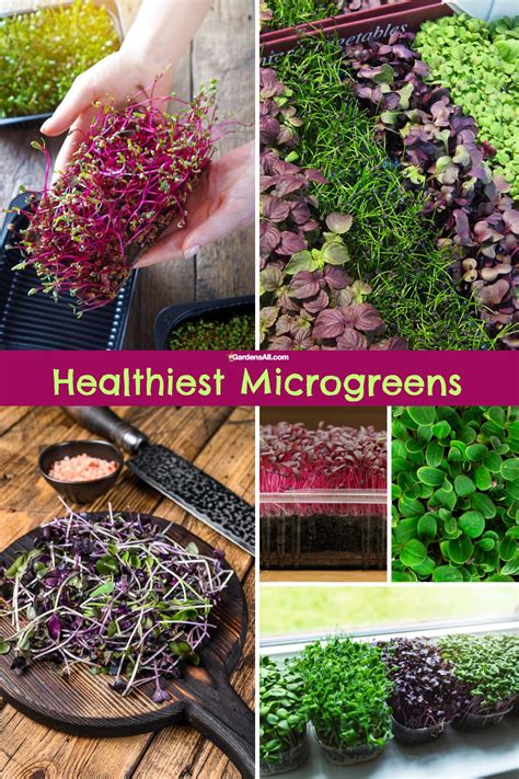 22 Of The Healthiest Microgreens To Grow Gardensall