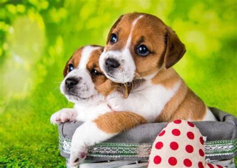Hunting Dog Jack Russell Jrt Puppy Pet Ua1244 Pets For Sale In