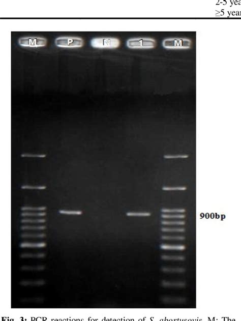 Figure 3 From Molecular Detection Of Brucella Melitensis Coxiella Burnetii And Salmonella
