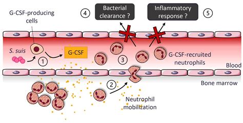 Frontiers The Granulocyte Colony Stimulating Factor Produced During