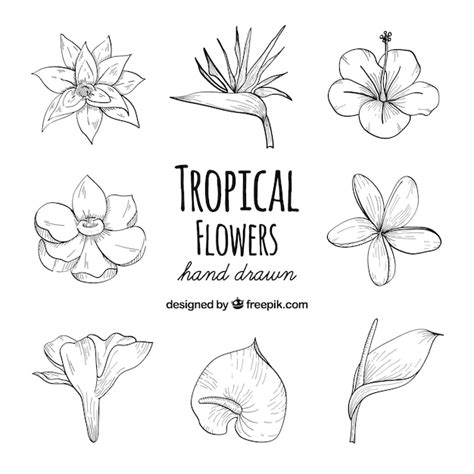 Tropical Flowers Easy To Draw Best Flower Site