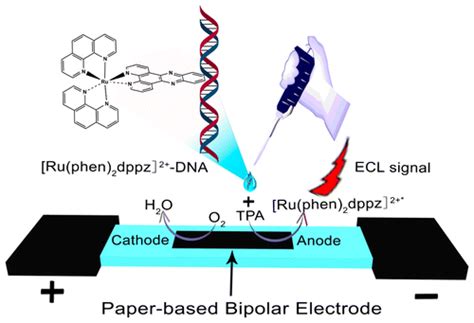 纸基双极电极电化学发光开关用于病原细菌的无标记和敏感遗传检测 Analytical Chemistry X Mol