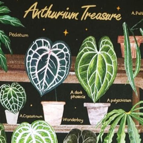 희귀식물포스터 수채화 안스리움 하우숩