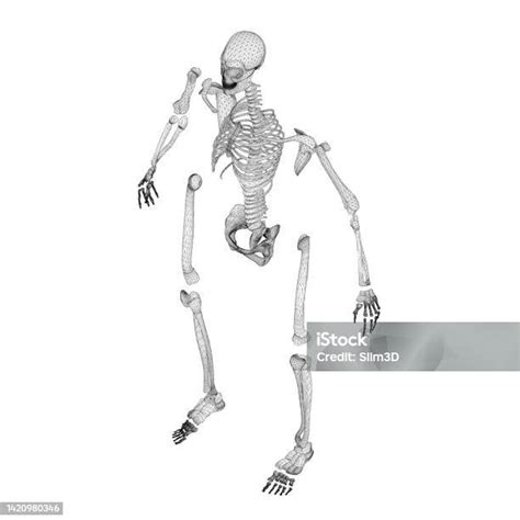 흰색 배경에 고립 된 검은 선에서 분해 된 인간 골격의 와이어 프레임 아이소메트릭 뷰 3d 벡터 일러스트레이션 인간의 골격에 대한 스톡 벡터 아트 및 기타 이미지 Istock