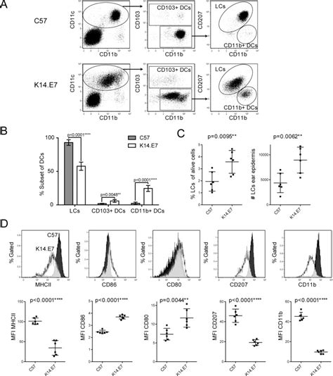 Epithelium Expressing The E7 Oncoprotein Of Hpv16 Attracts Immune Modulatory Dendritic Cells To