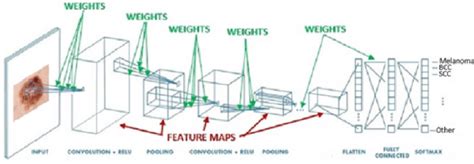 Example Of A Convolutional Neural Network Cnn Convnet Download Scientific Diagram