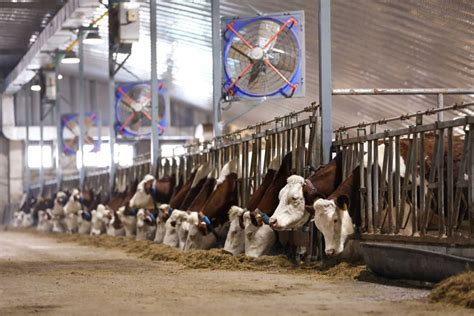 Ерөнхийлөгч сүүний чиглэлийн фермүүдэд ажиллалаа Dobu Mn