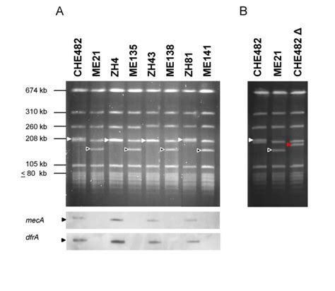 Pfge Restriction Analysis A Smai Restriction Patterns Of Four Drug Download Scientific